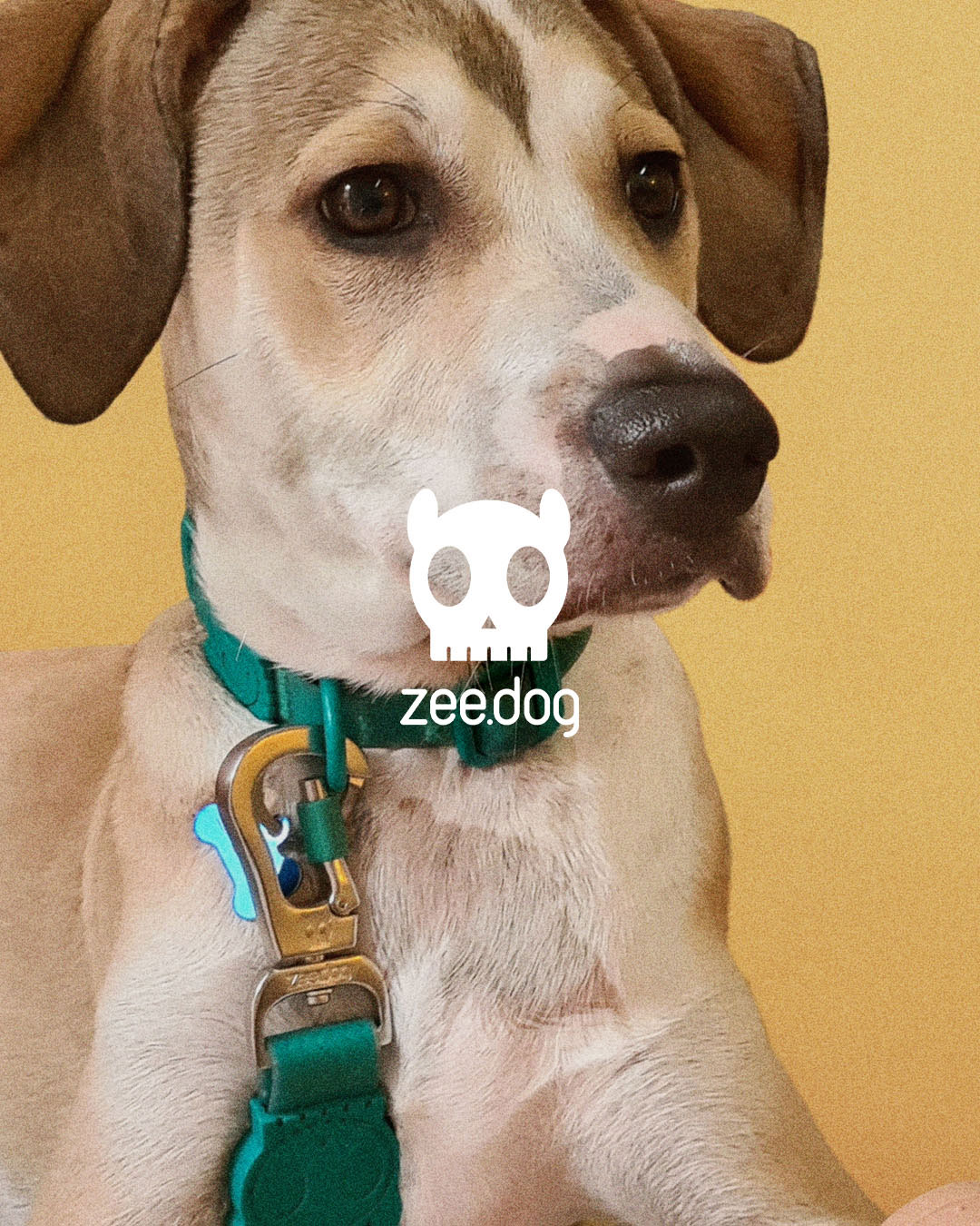 Zee.Dog - Tecla Music Agency